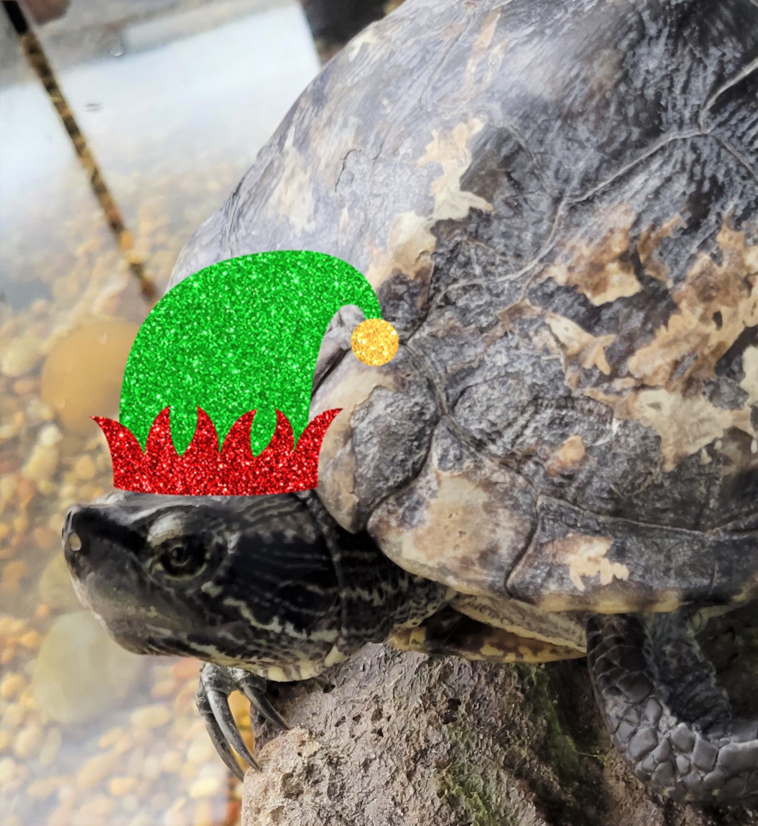 Happy Holidays from Babcock Library – Babcock Library